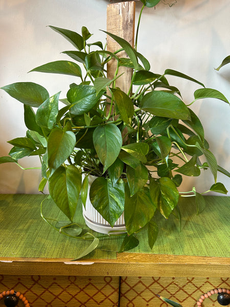 Trellis Pothos – Wild Blooms